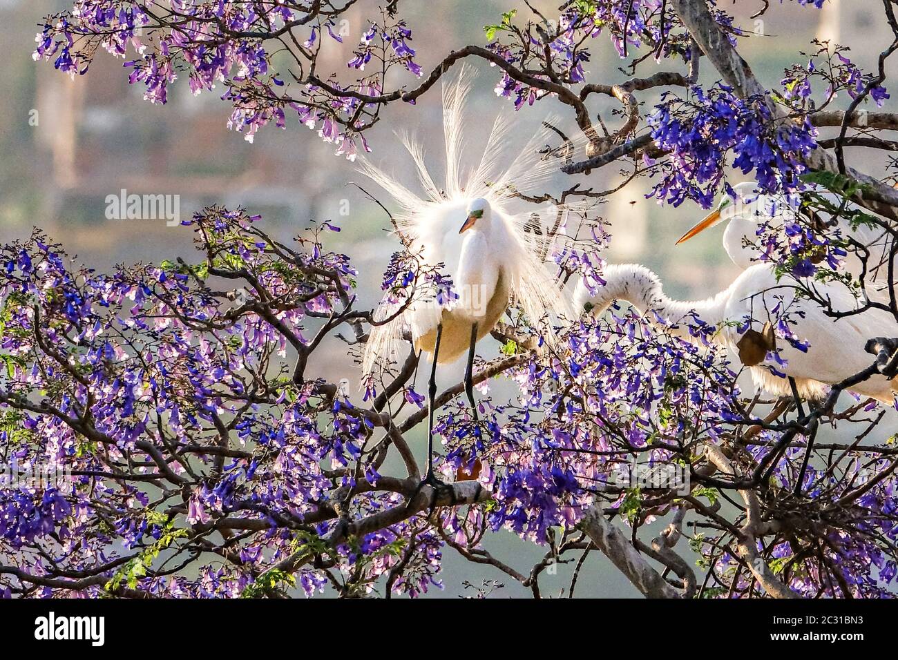 A great egret performs a mating ritual in a flowering Jacaranda tree in ...
