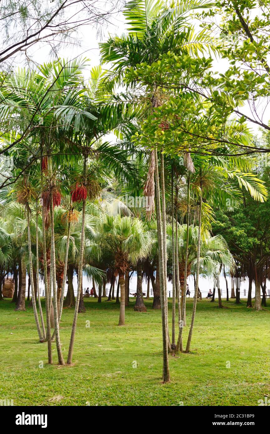 Young palm trees in a park by the bay, Shenzhen, China Stock Photo - Alamy