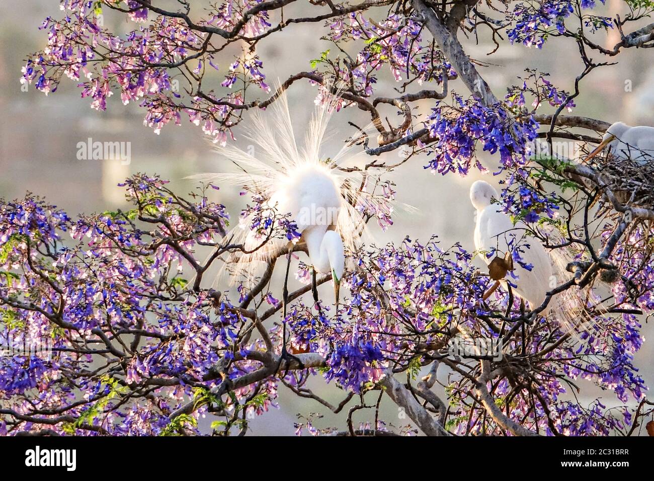 A great egret performs a mating ritual in a flowering Jacaranda tree in ...