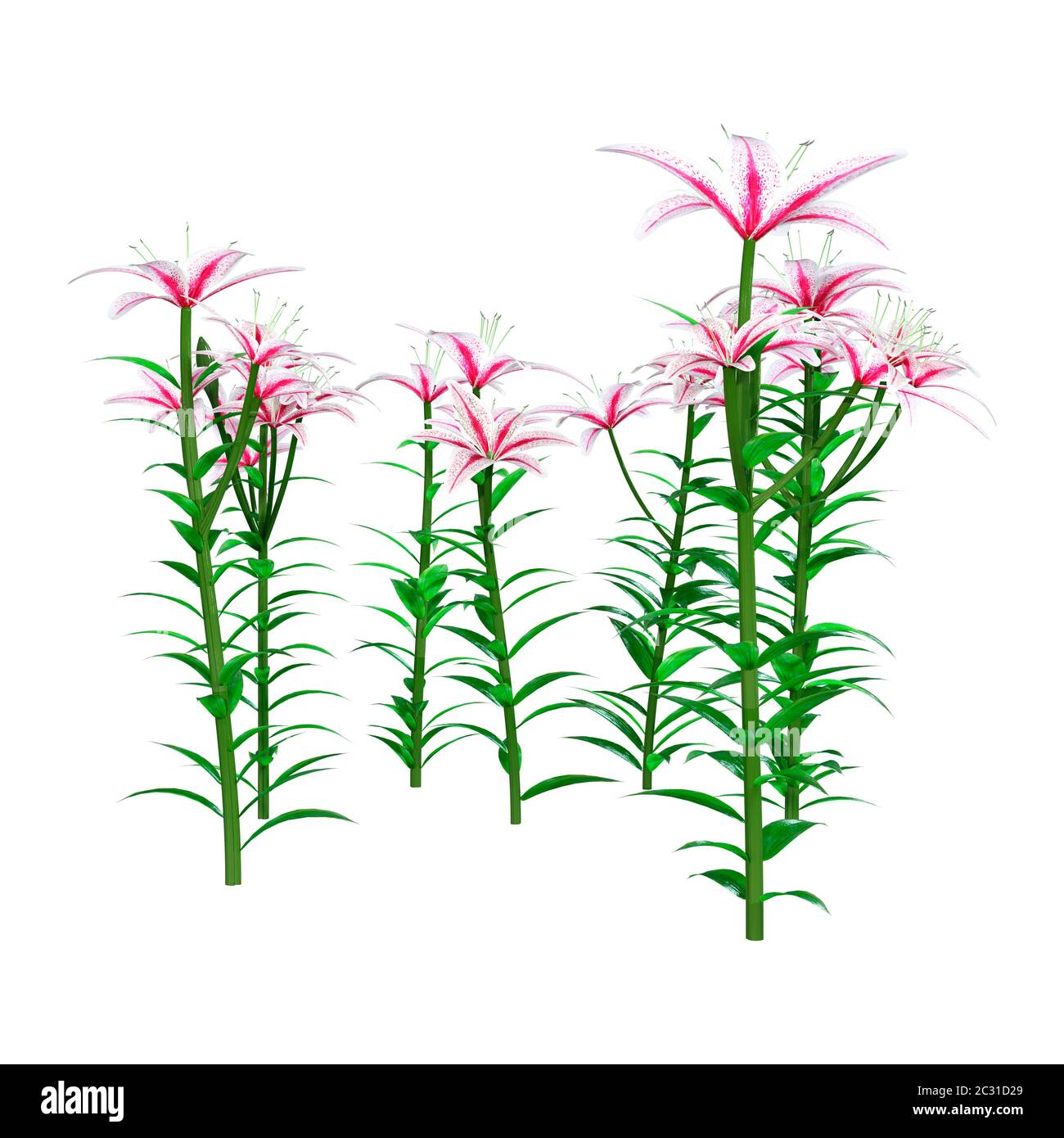 Stargazer Cut Out Stock Images & Pictures - Alamy