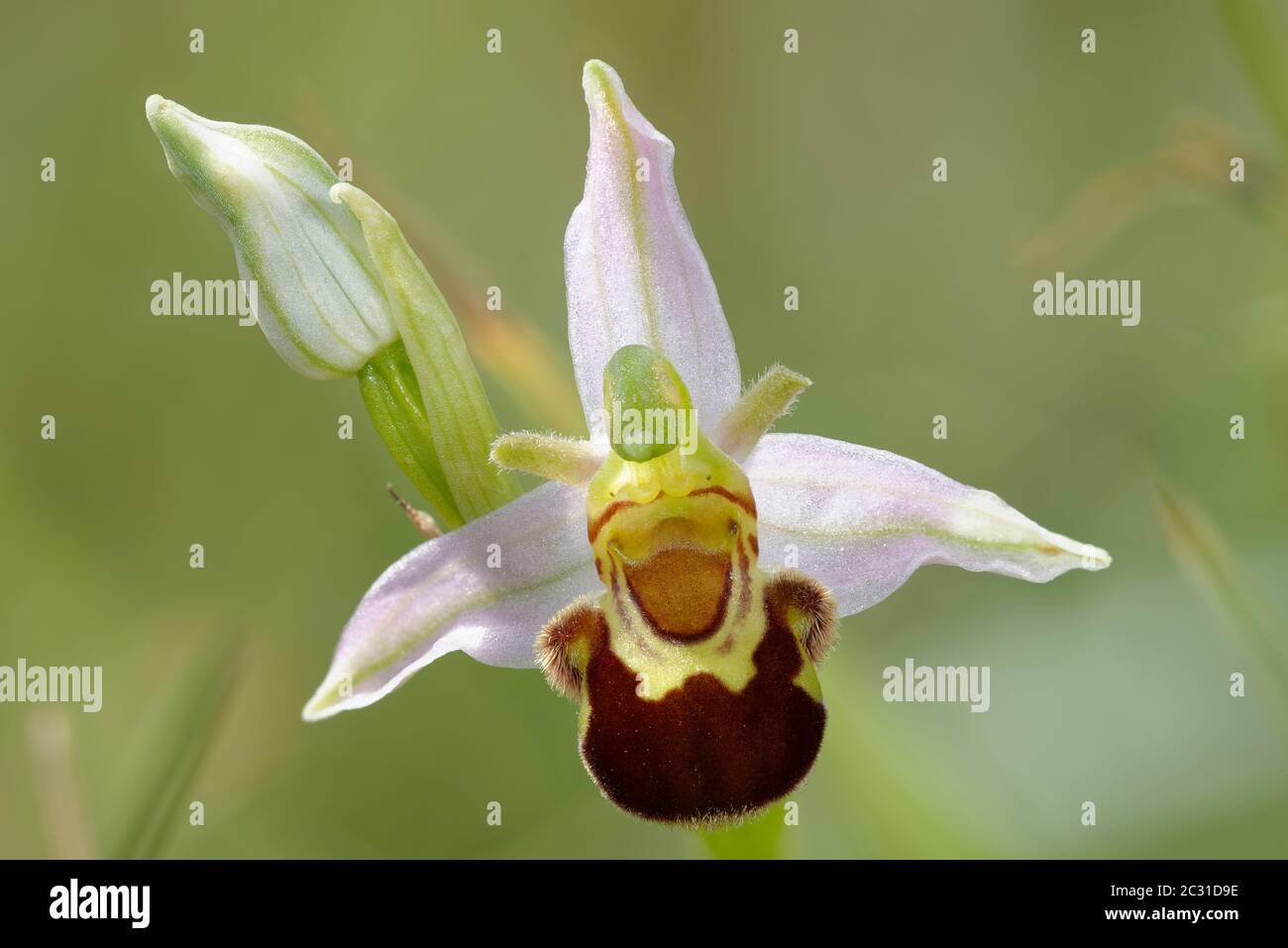 Bee Orchid - Ophrys Apifera Closeup of single flower Stock Photo - Alamy
