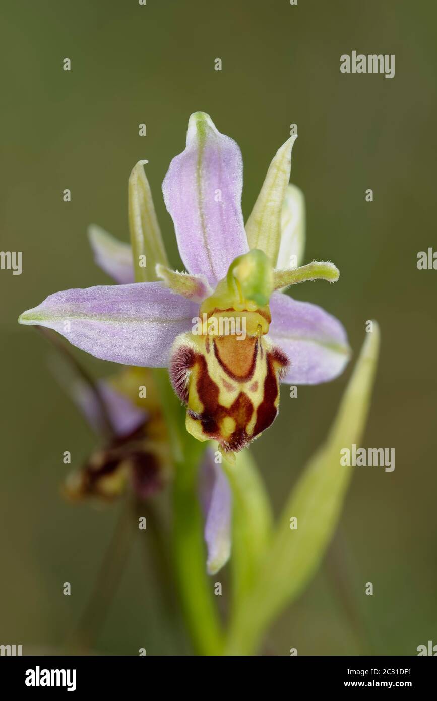 Bee Orchid - Ophrys Apifera Closeup of single flower Stock Photo - Alamy