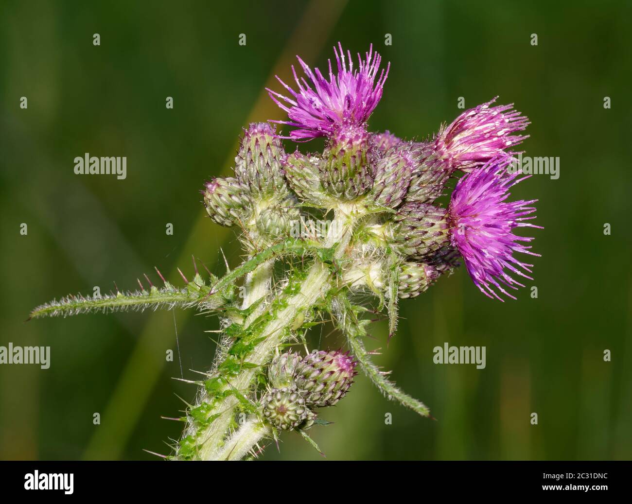 Marsh Thistle Cirsium Palustre High Resolution Stock Photography and ...