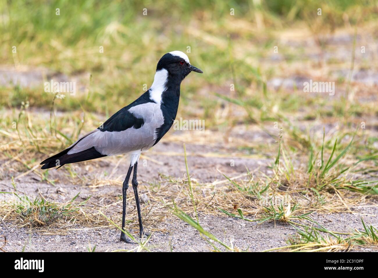 Blacksmith Lapwing High Resolution Stock Photography and Images - Alamy