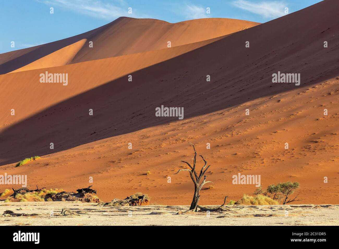 dry acacia tree in dead in Sossusvlei, Namibia Stock Photo - Alamy
