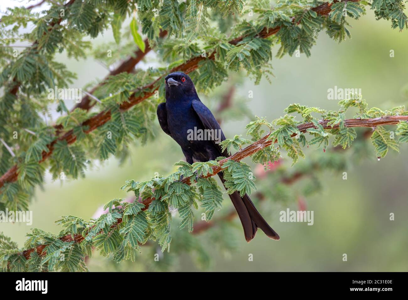bird Fork-tailed Drongo Africa Namibia safari wildlife Stock Photo - Alamy