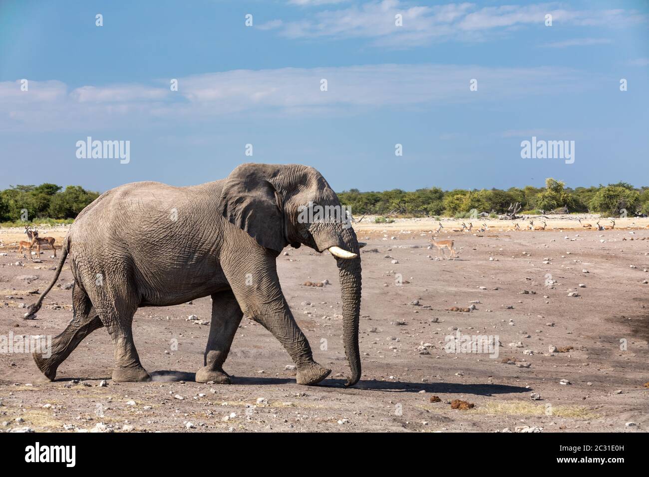 African Elephant in Namibia, Africa safari wildlife Stock Photo - Alamy