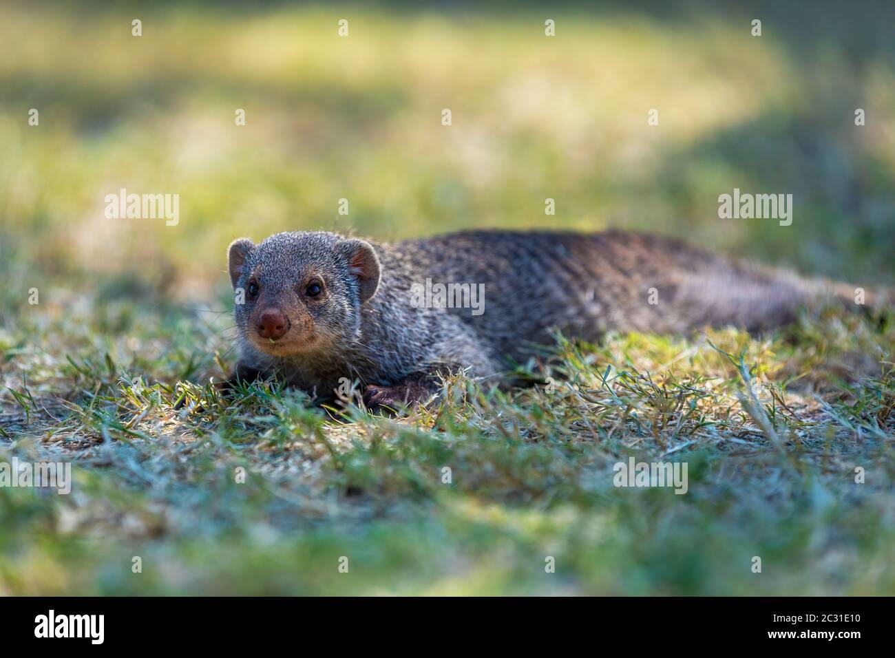 Banded mongoose, Namibia Africa, Safari wildlife Stock Photo - Alamy