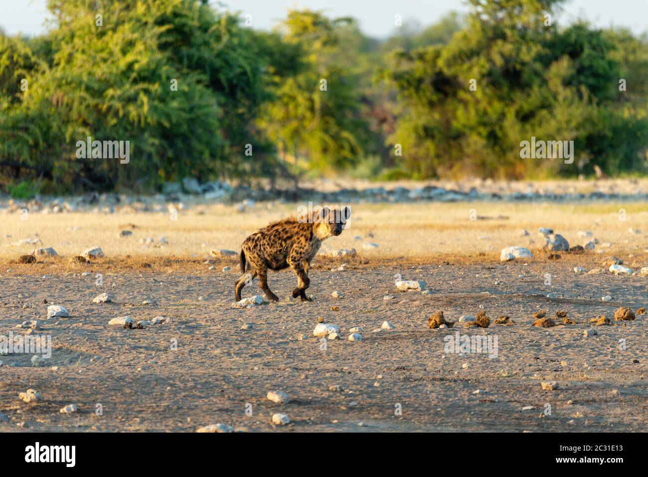 Spotted hyena in etosha bush Namibia, Africa safari wildlife Stock ...