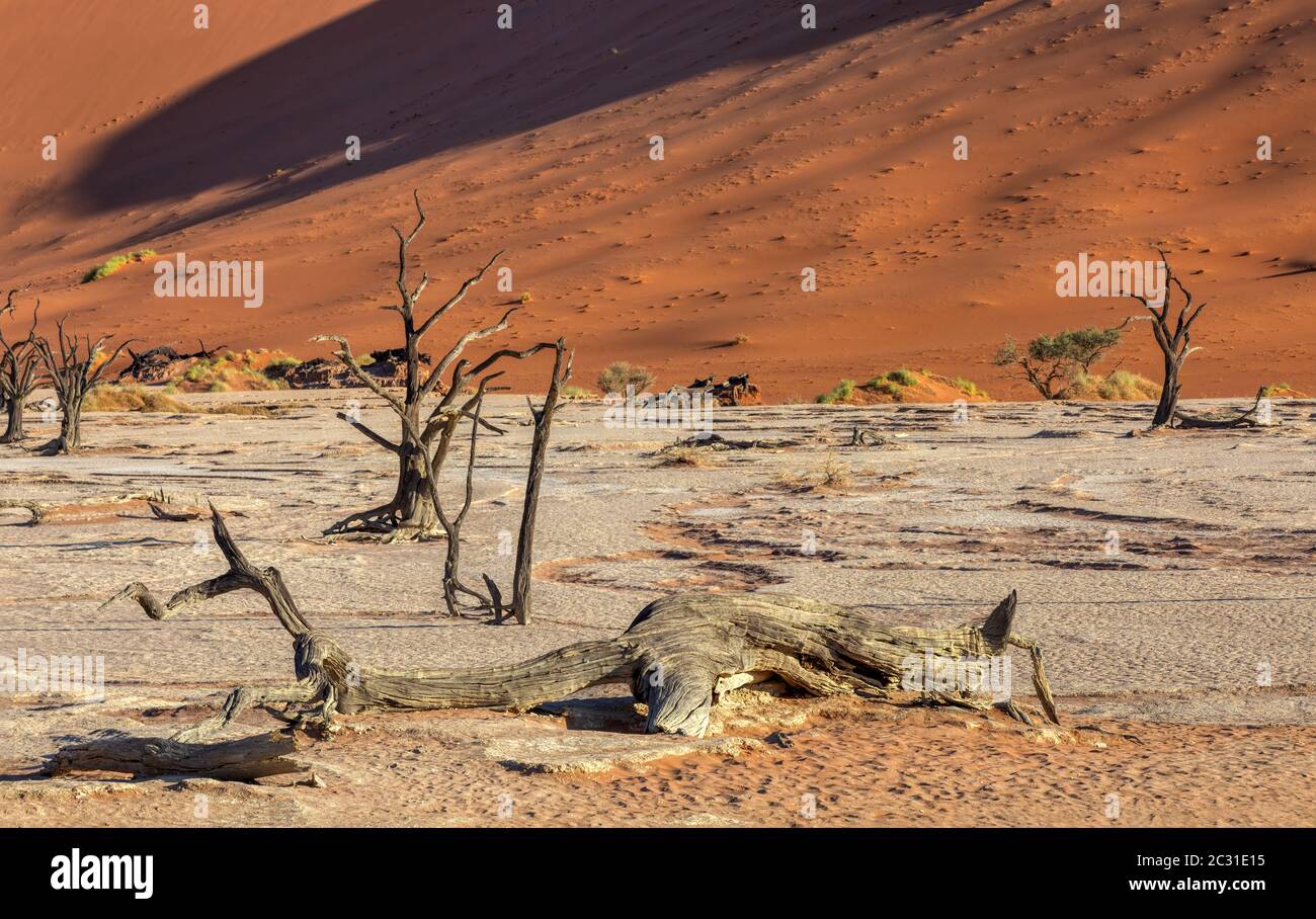 dry acacia tree in dead in Sossusvlei, Namibia Stock Photo - Alamy