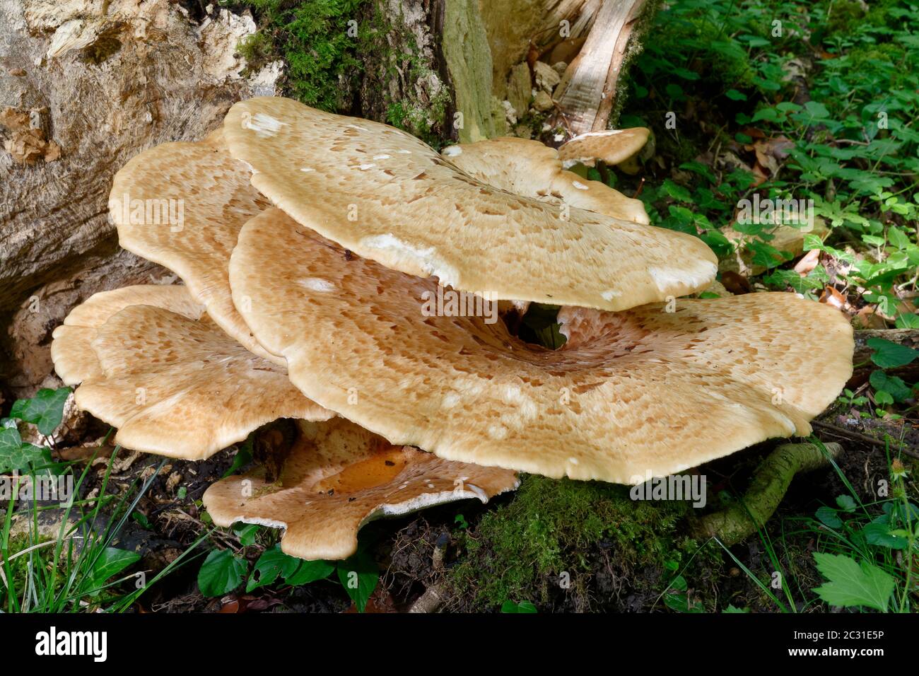 Large tree fungi hi-res stock photography and images - Alamy