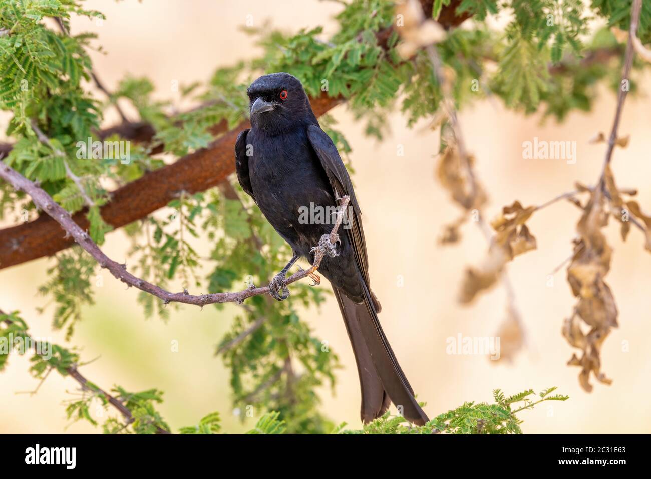 bird Fork-tailed Drongo Africa Namibia safari wildlife Stock Photo - Alamy