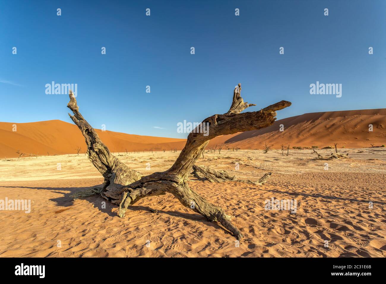 dry acacia tree in dead in Sossusvlei, Namibia Stock Photo - Alamy