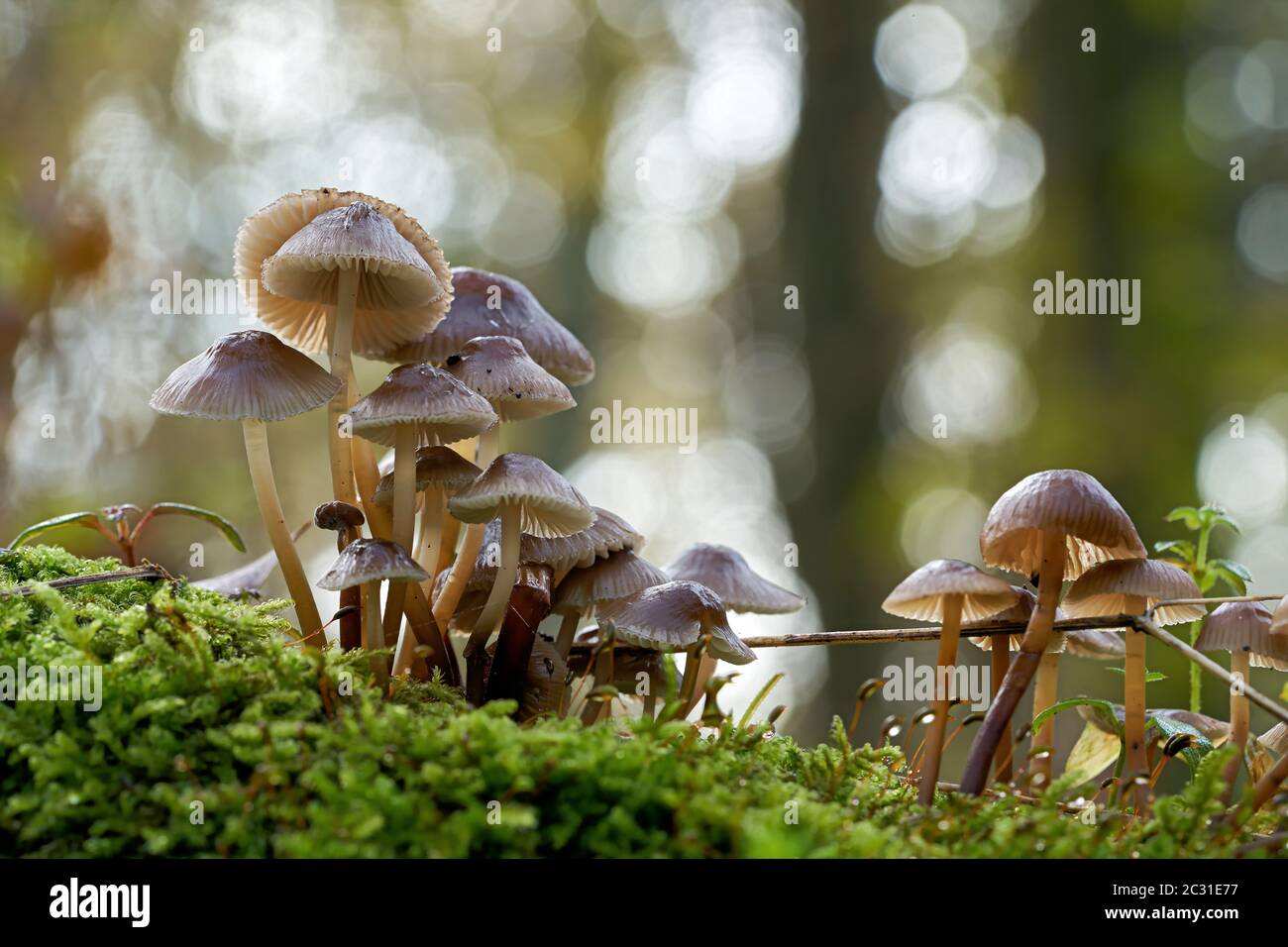 Mushrooms of the genus Mycena on a dead tree trunk in the forest Stock ...