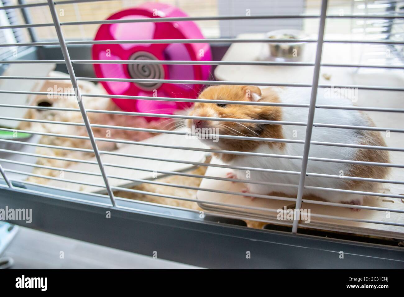 Syria hamster hi-res stock photography and images - Alamy