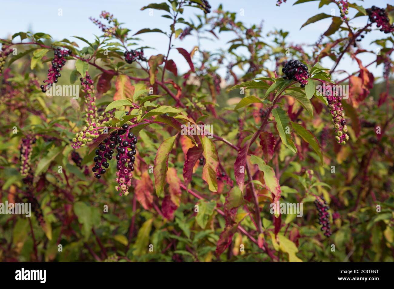 American Pokeweed (Phytolacca) outside in a garden Stock Photo - Alamy