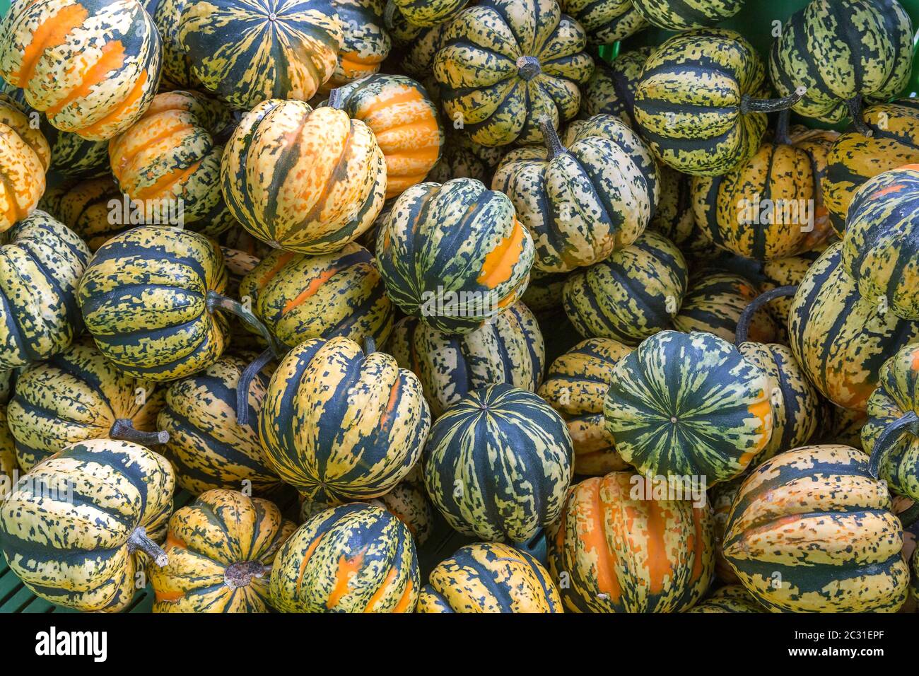 Many whole ripe pumpkins hi-res stock photography and images - Alamy