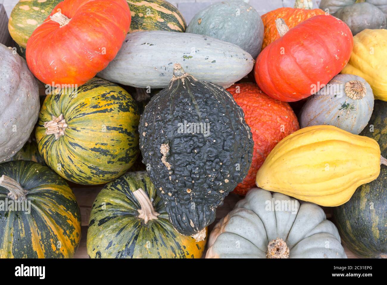 Different pumkin hi-res stock photography and images - Alamy