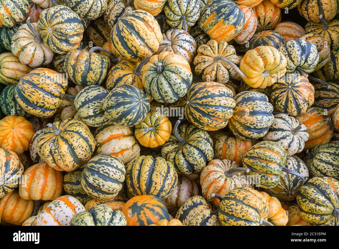 Group of different pumpkins Stock Photo - Alamy