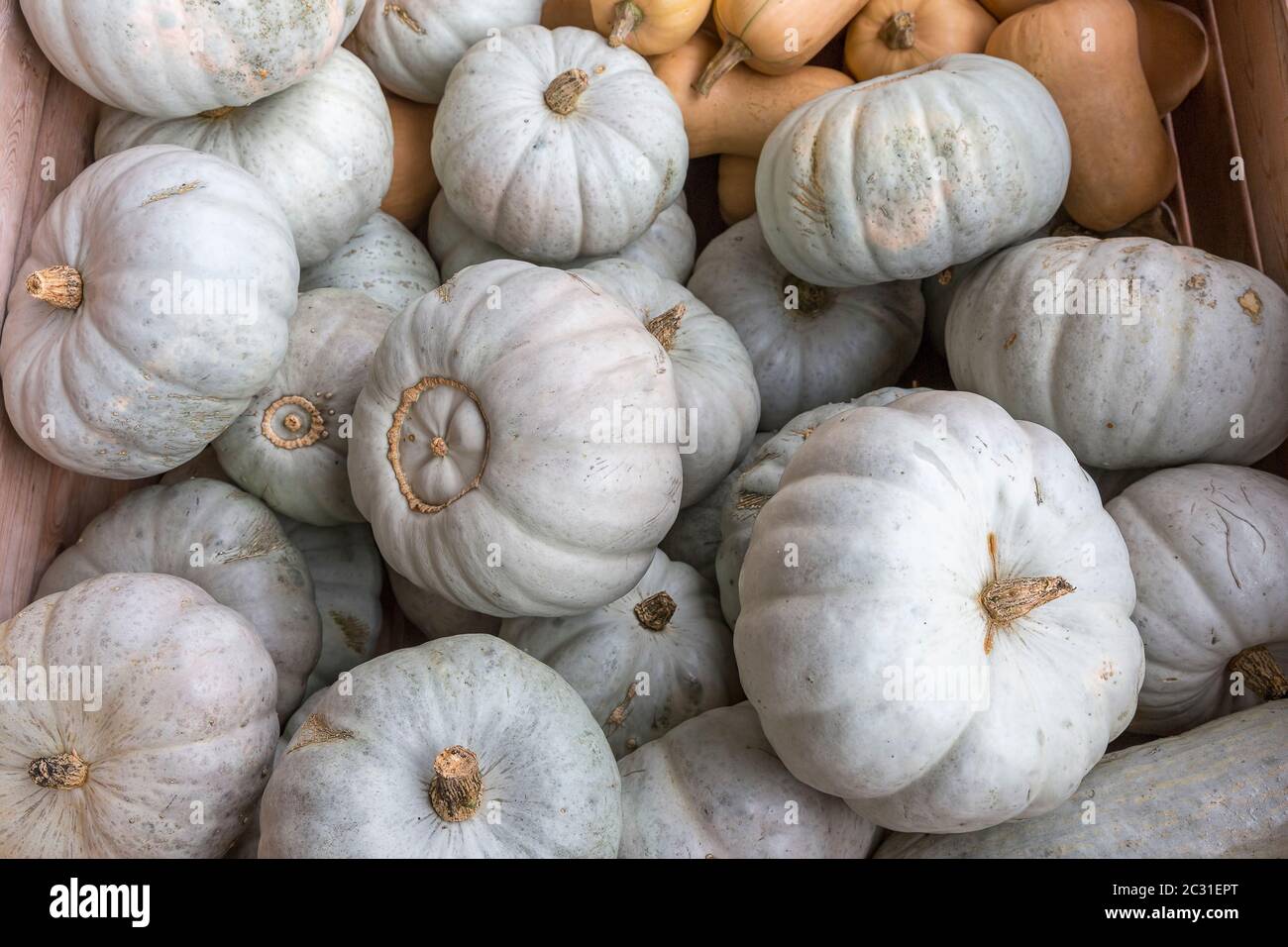 Crown prince pumpkin hi-res stock photography and images - Alamy