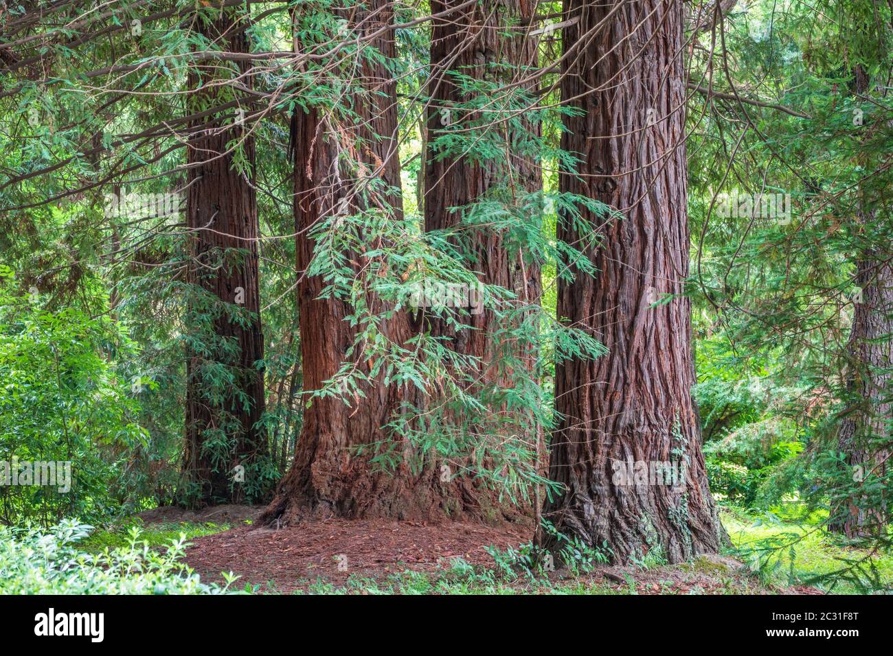 Straight trunks of evergreen trees Cryptomeria. Forest of straight ...