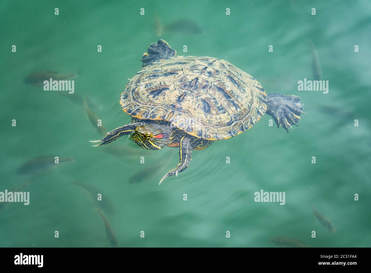 Red-eared turtle swim near the shore of the pond with turquoise water ...
