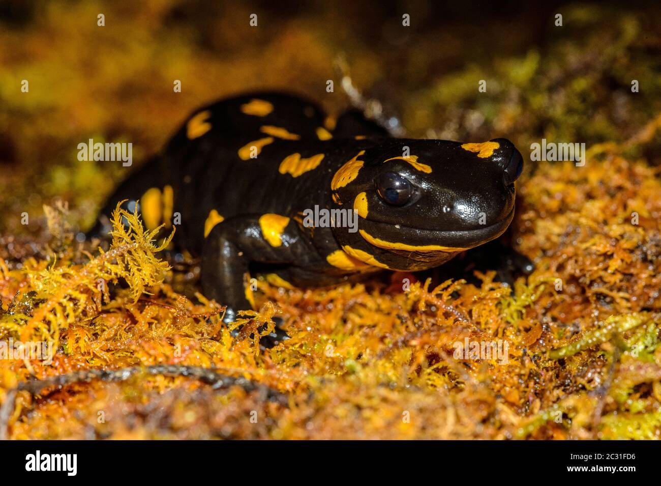 Salamander adaptations hi-res stock photography and images - Alamy