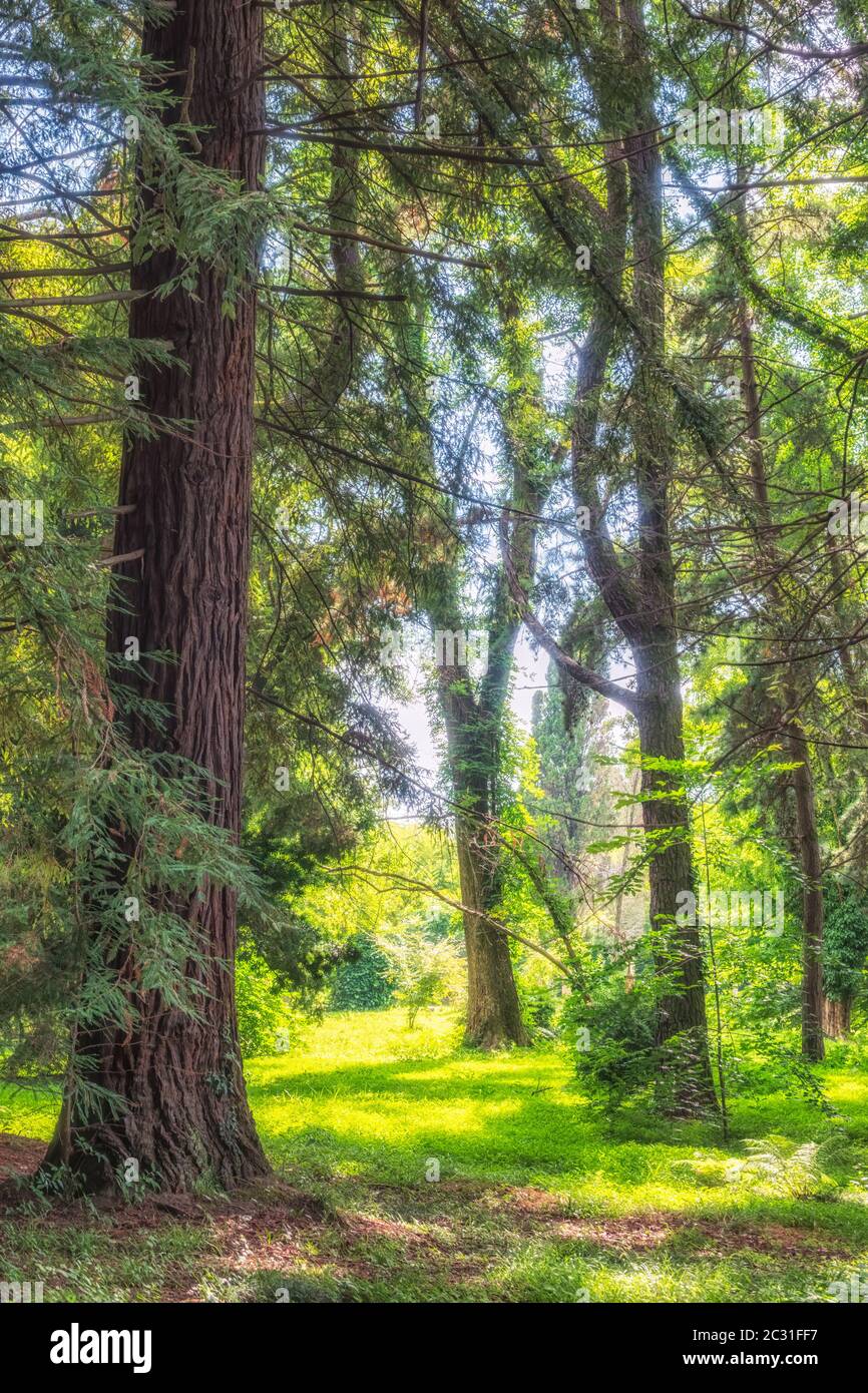 Forest of straight Cryptomeria trees, or Japanese cedar in sunset light ...