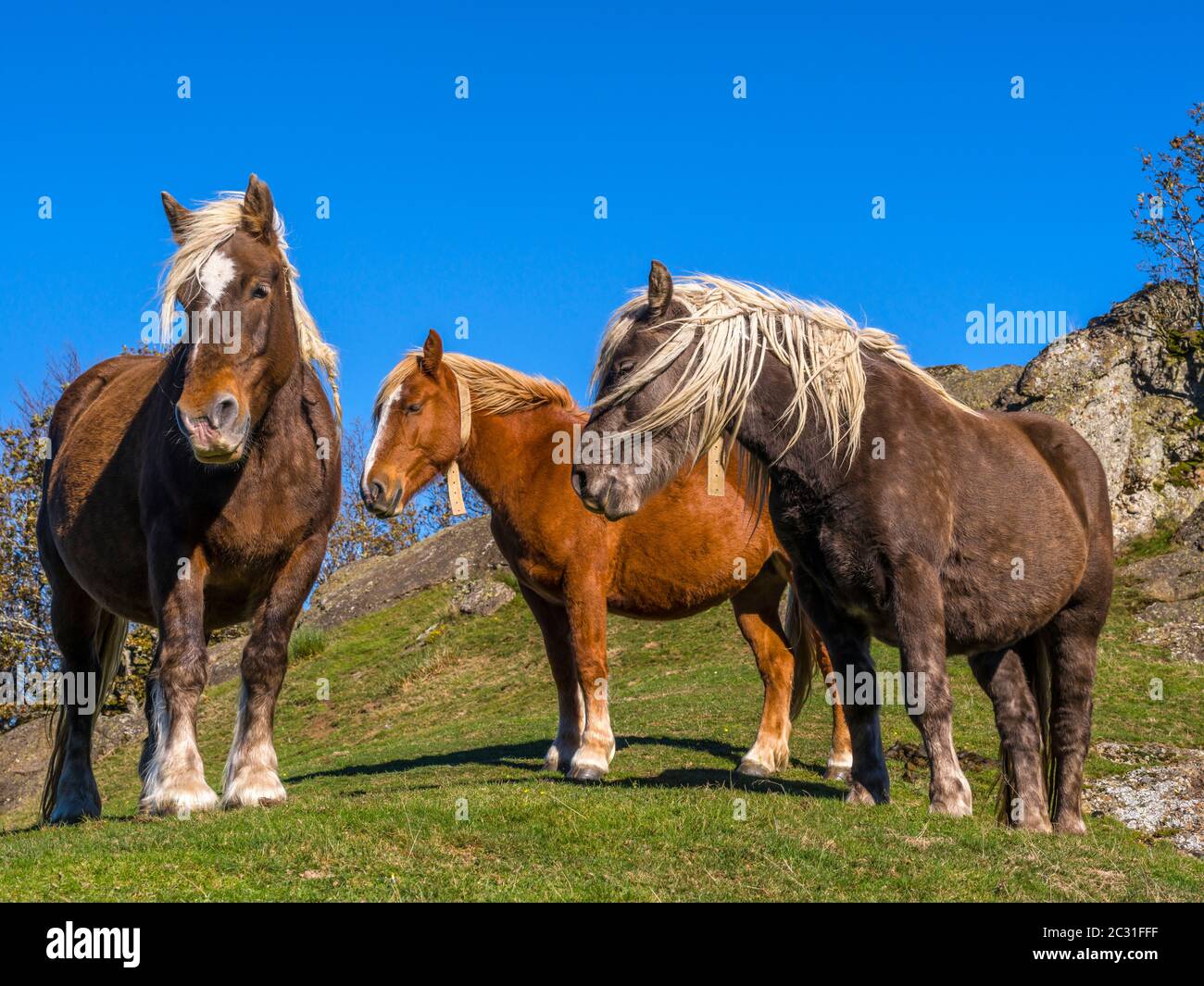 Horse no people mountain hi-res stock photography and images - Alamy