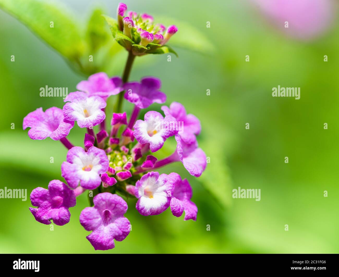 Closeup pink Lantana Camara flower Stock Photo - Alamy