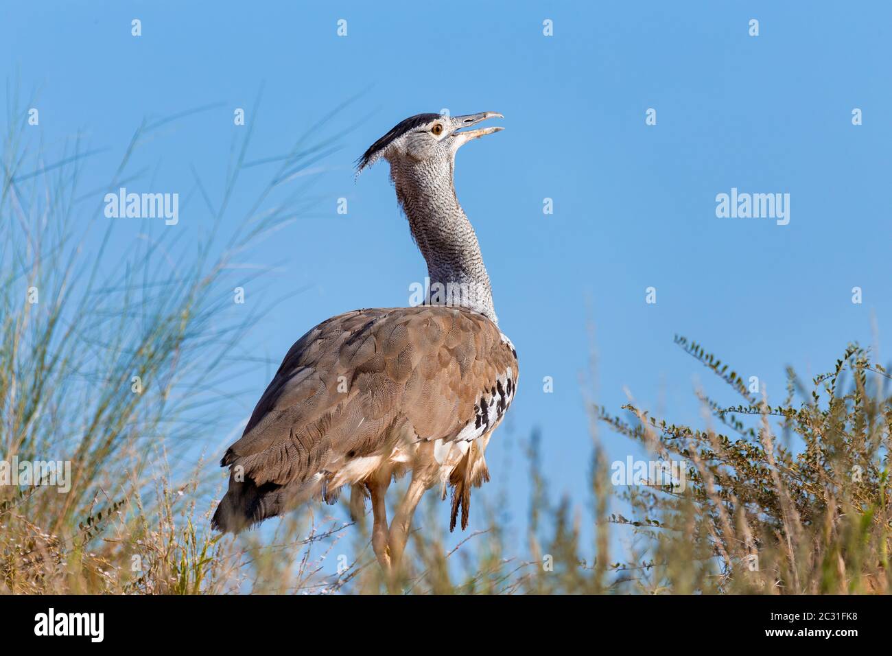 big bird Kori Bustard in african bush against blue sky, Kalahari South ...