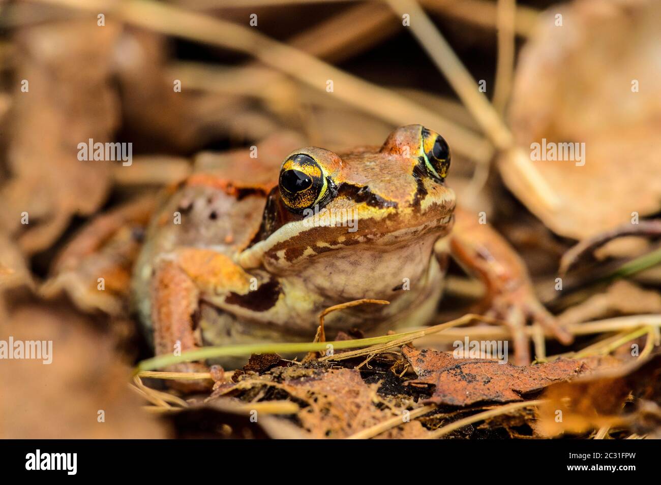 Lithobates sylvaticus canada hi-res stock photography and images - Alamy