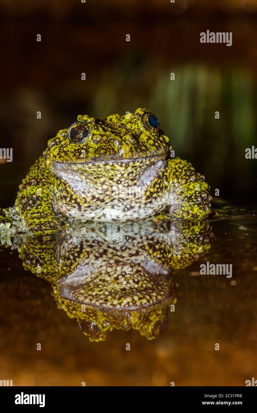 Vietnamese Moss Frog (Theloderma corticale) Captive. Native to Vietnam ...