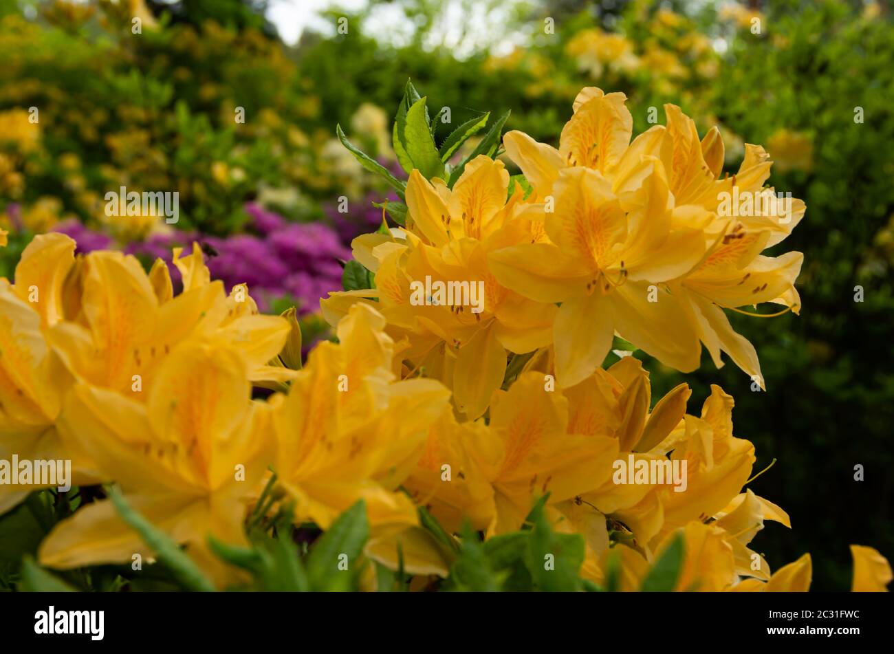Yellow hydrangea for large beautiful flowers, green Stock Photo - Alamy