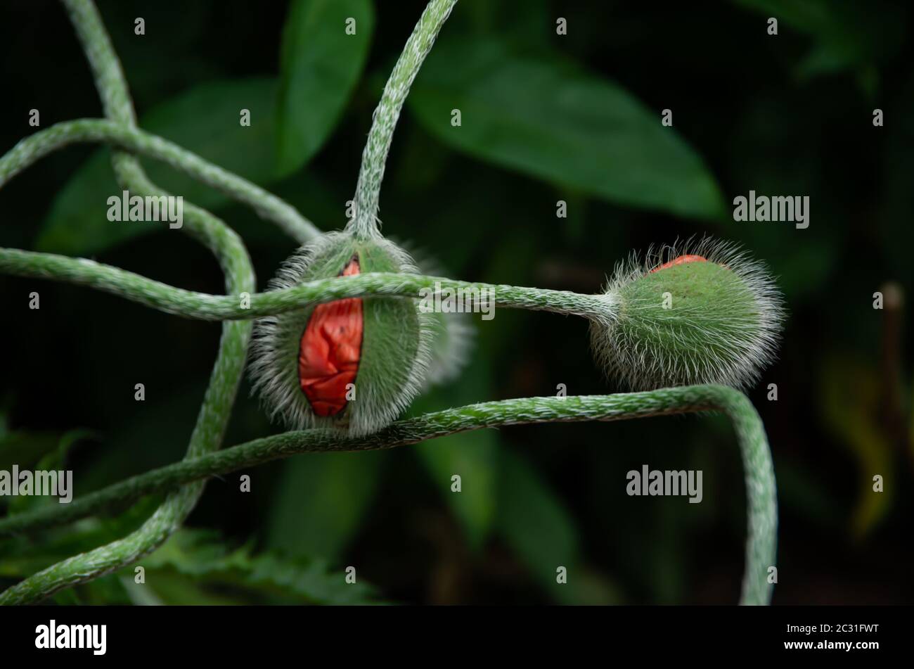 Poppy bud green and fluffy, green flower Stock Photo - Alamy