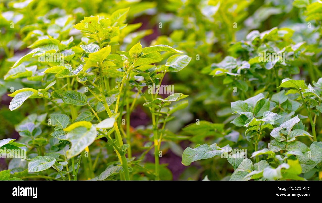 Vegetable food potato potato sprout hi-res stock photography and images ...