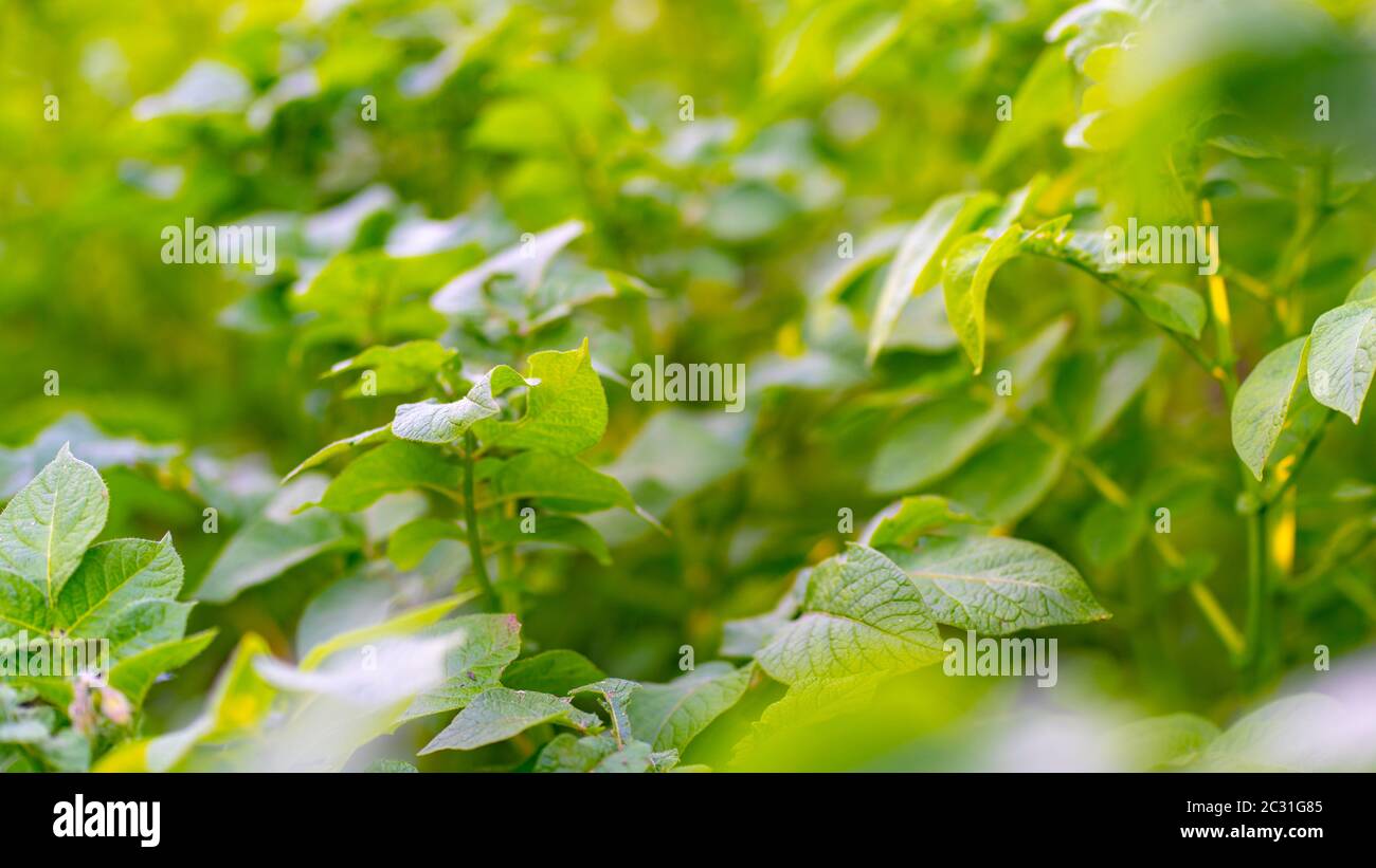 Vegetable food potato potato sprout hi-res stock photography and images ...