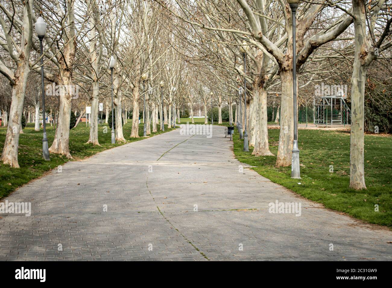 Tiled path printed on concrete in a park with a multitude of leafless ...