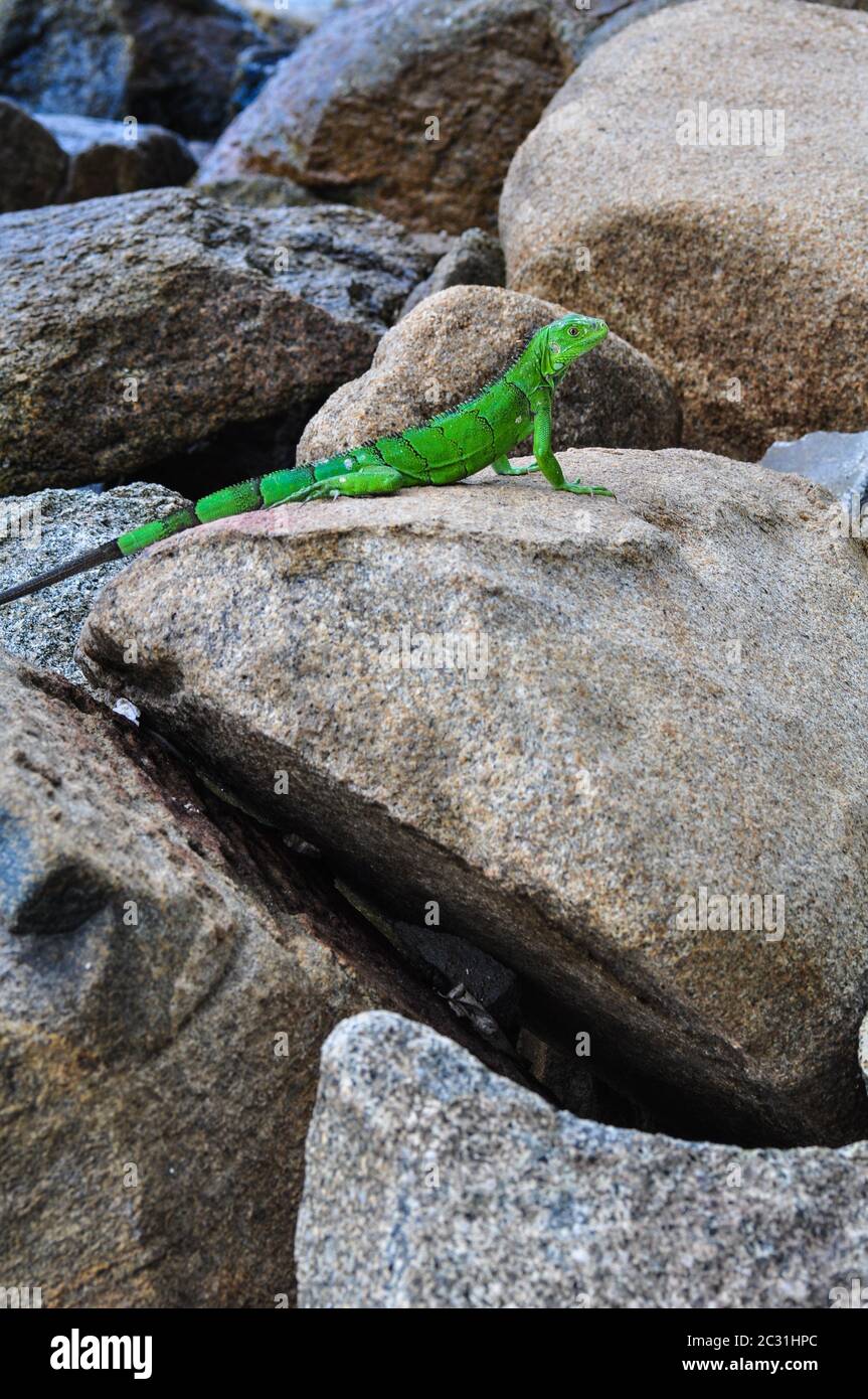 Native bird aruba hi-res stock photography and images - Alamy