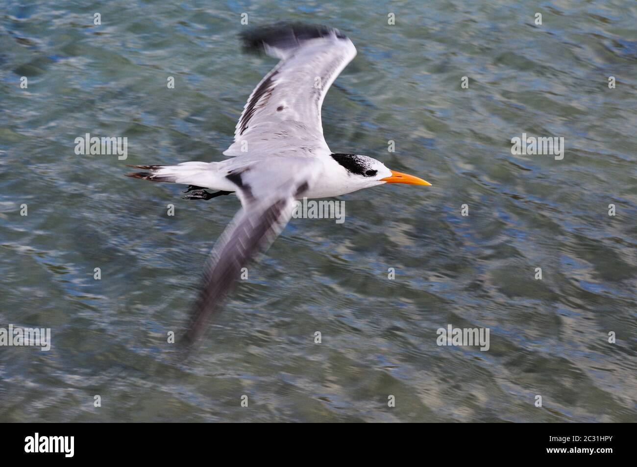 Native bird aruba hi-res stock photography and images - Alamy