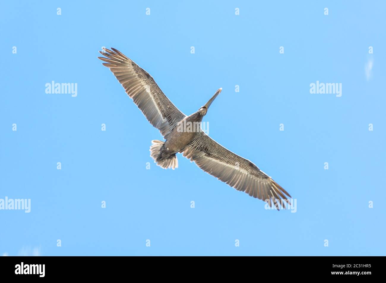 Native bird aruba hi-res stock photography and images - Alamy