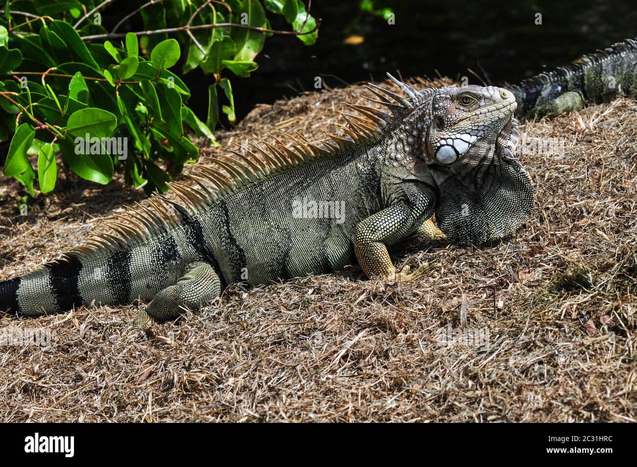 Native bird aruba hi-res stock photography and images - Alamy