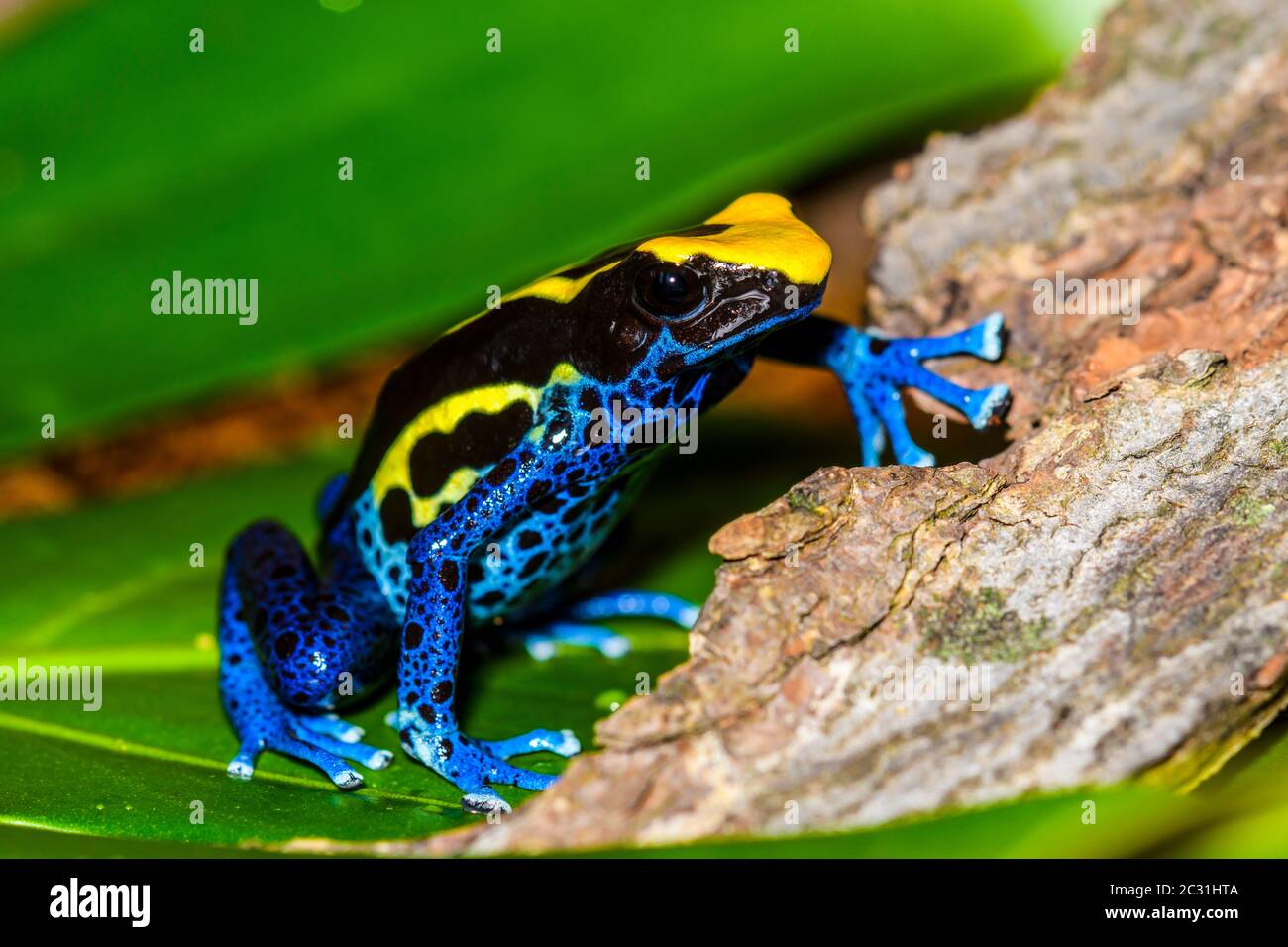 Dendrobates tinctorius "cobalt", Captive raised, Understory Enterprises ...