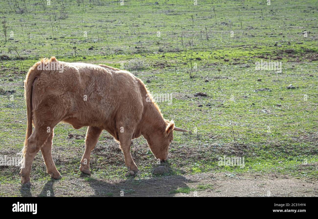 Side perspective of a cow grazing on a path of a meadow Stock Photo - Alamy