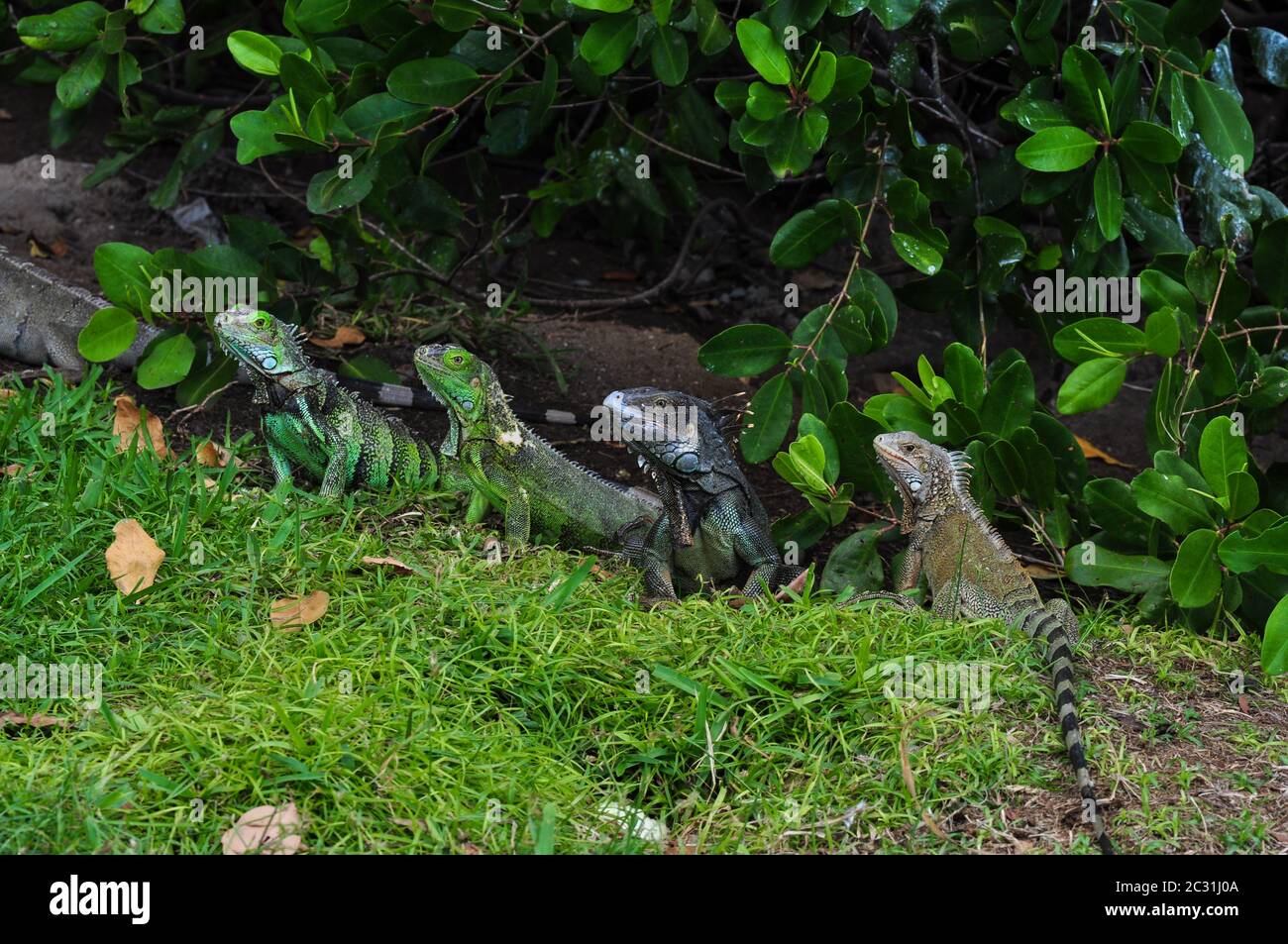 Native bird aruba hi-res stock photography and images - Alamy