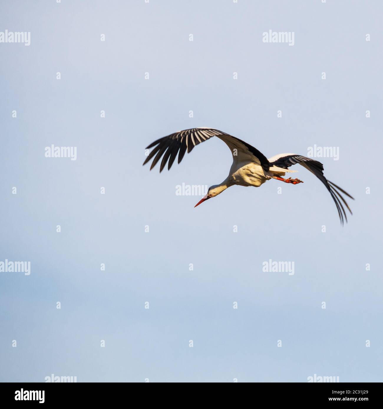 Flying stork hi-res stock photography and images - Alamy