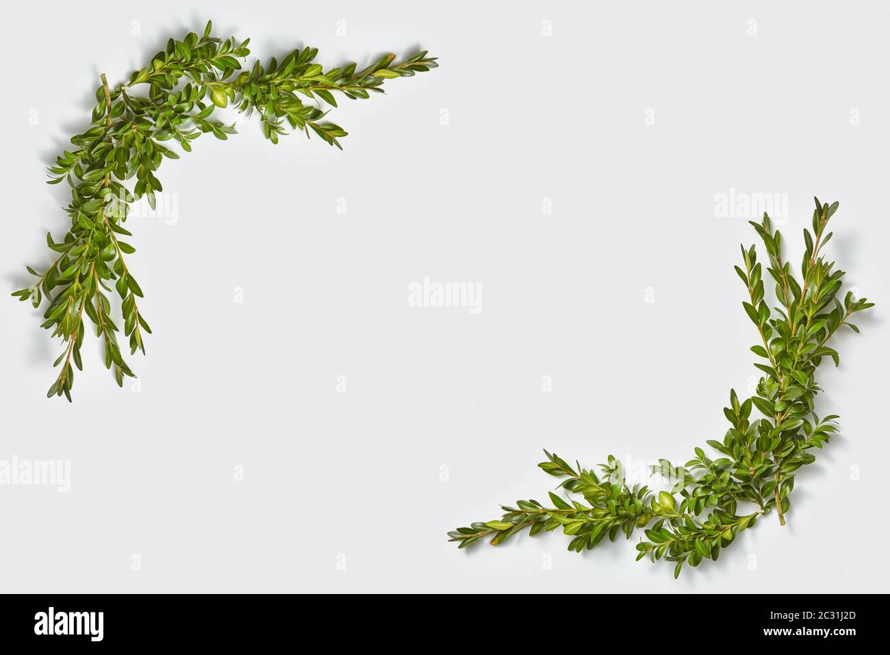 Corner frame from green leaves branches Stock Photo - Alamy