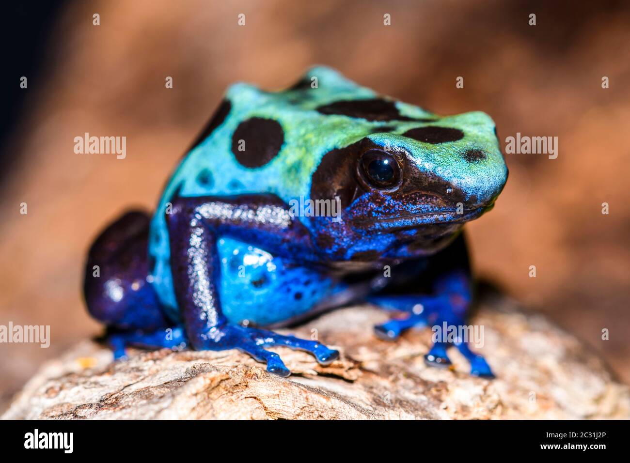Dendrobates tinctorius "Koetari River", Captive raised, Understory ...