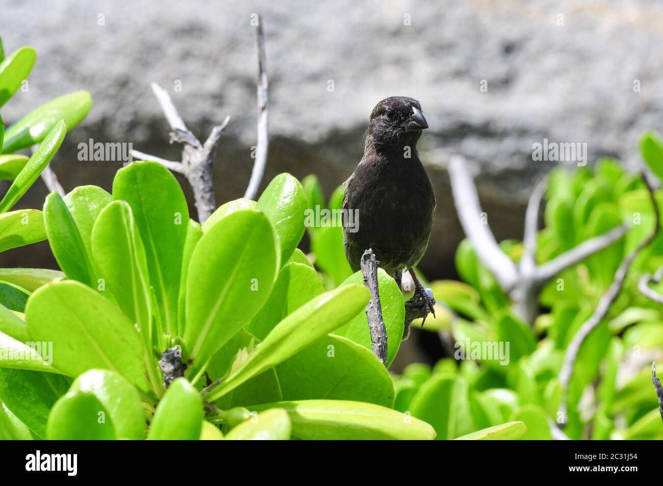 Native bird aruba hi-res stock photography and images - Alamy