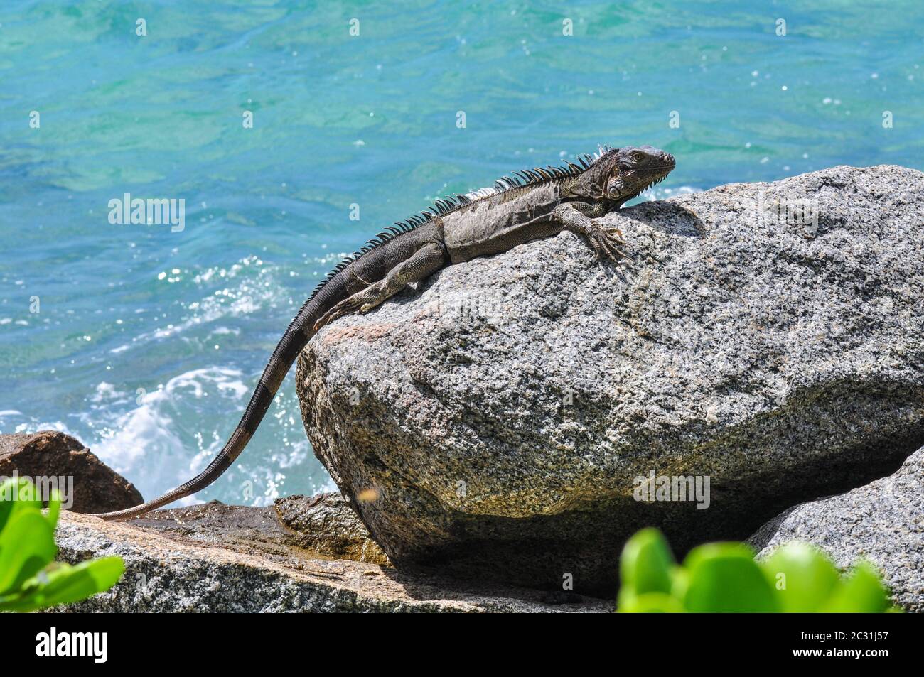 Native bird aruba hi-res stock photography and images - Alamy